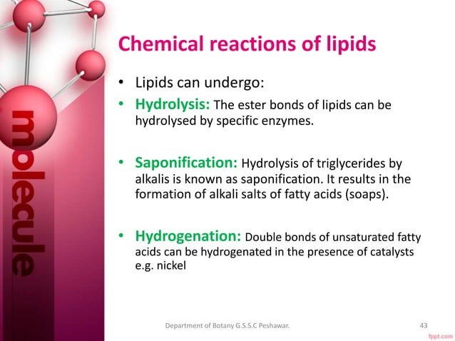 Lipids Notes | PPTX