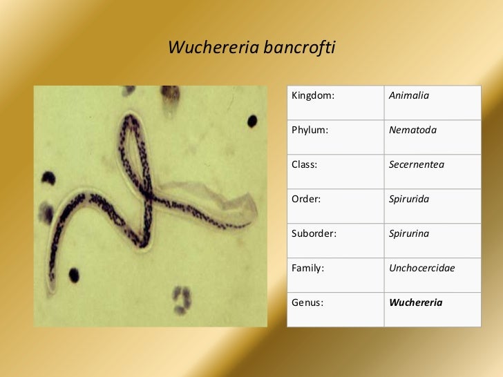 Wuchereria bancrofti