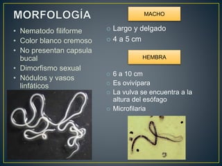 Wuchereria Bancrofti | PPTX