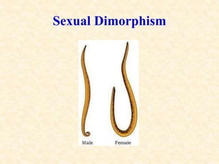 Phylum Aschelminthes Wuchereria