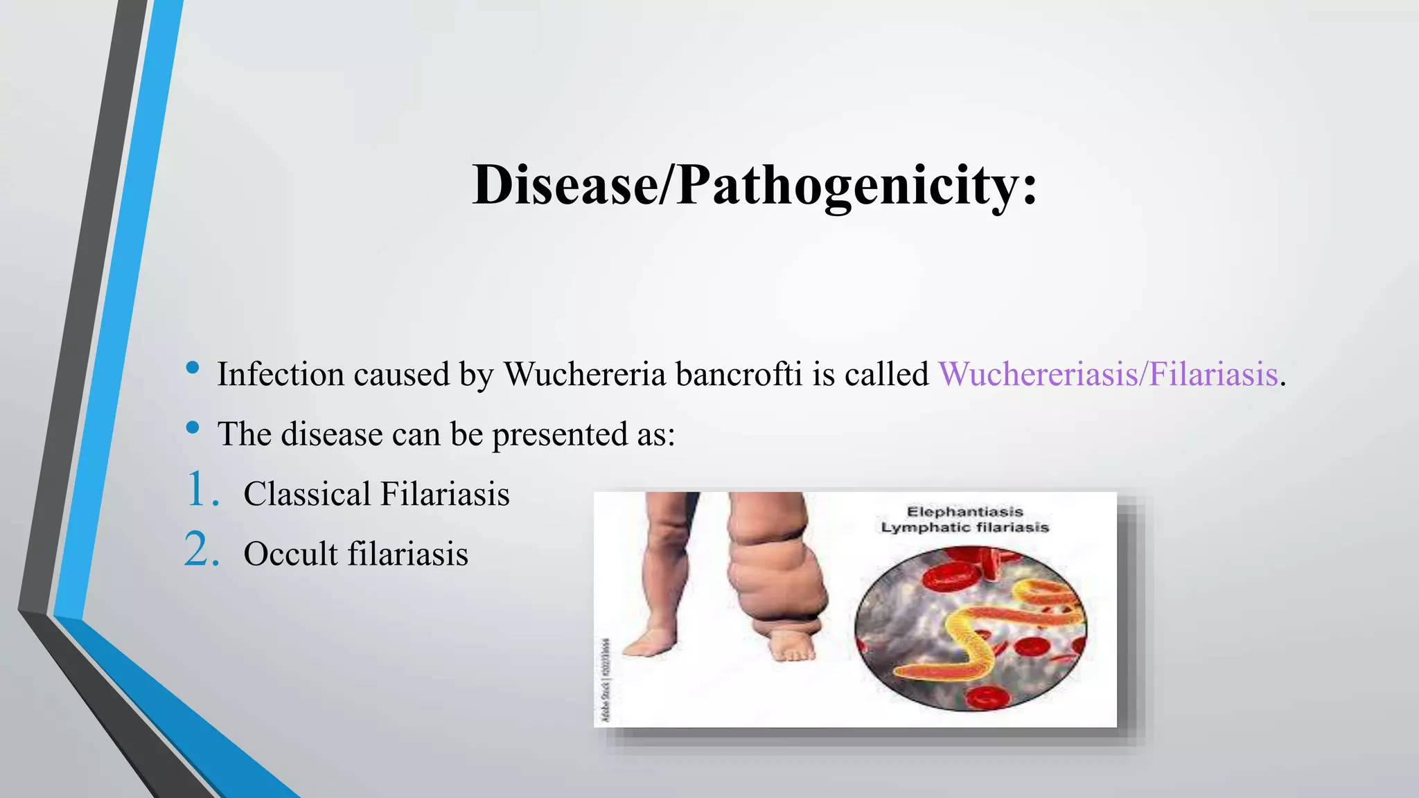 Wuchereria bancrofti.pptx