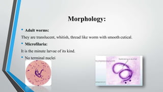 Wuchereria bancrofti.pptx