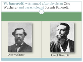 wuchereriabancroftibycarmel-160125115235.pdf | Infectious Diseases ...
