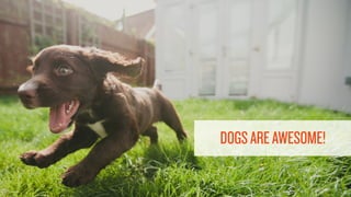 Pitch Deck for WUF, makers of the World's Smartest Dog Collar | PDF