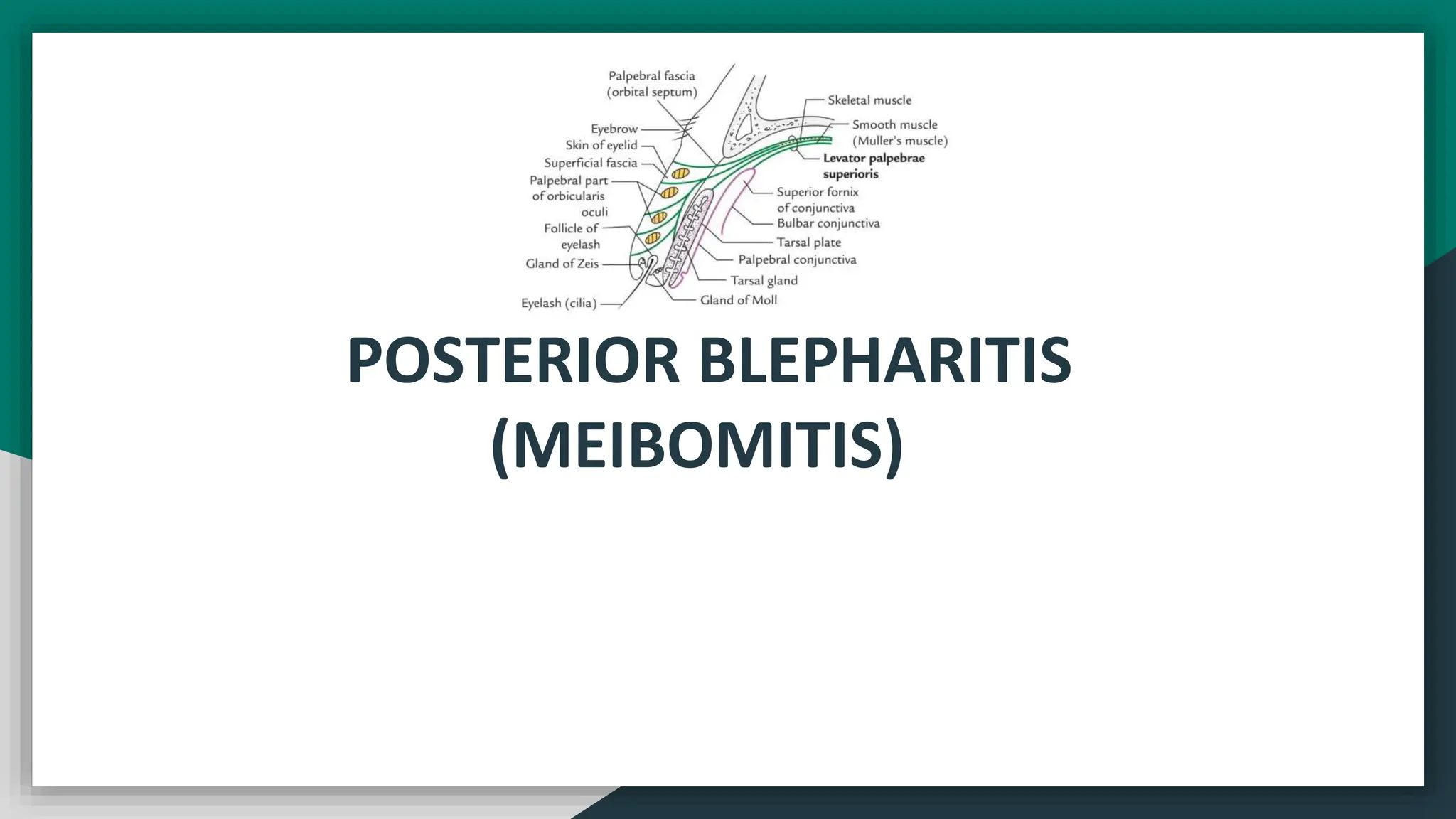 BLEPHARITIS - introduction, types, Etiology, pathogenesis, clinical ...