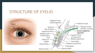 BLEPHARITIS - introduction, types, Etiology, pathogenesis, clinical ...