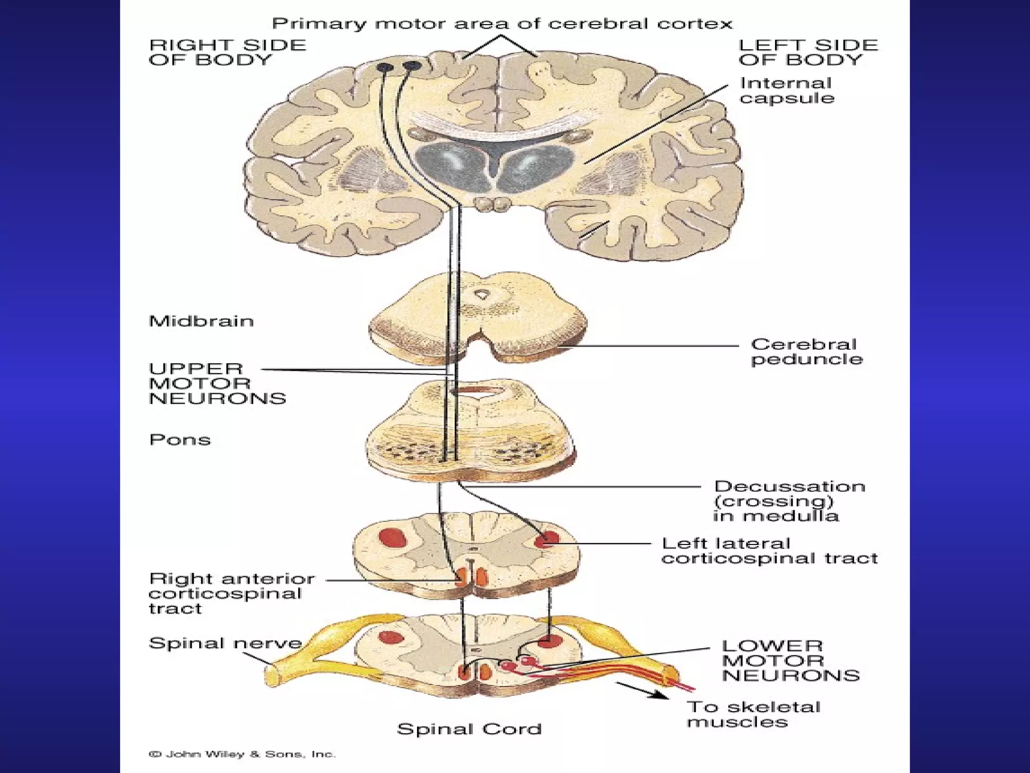 Anatomy of Spinal tracts and reflexes 2 | PPT