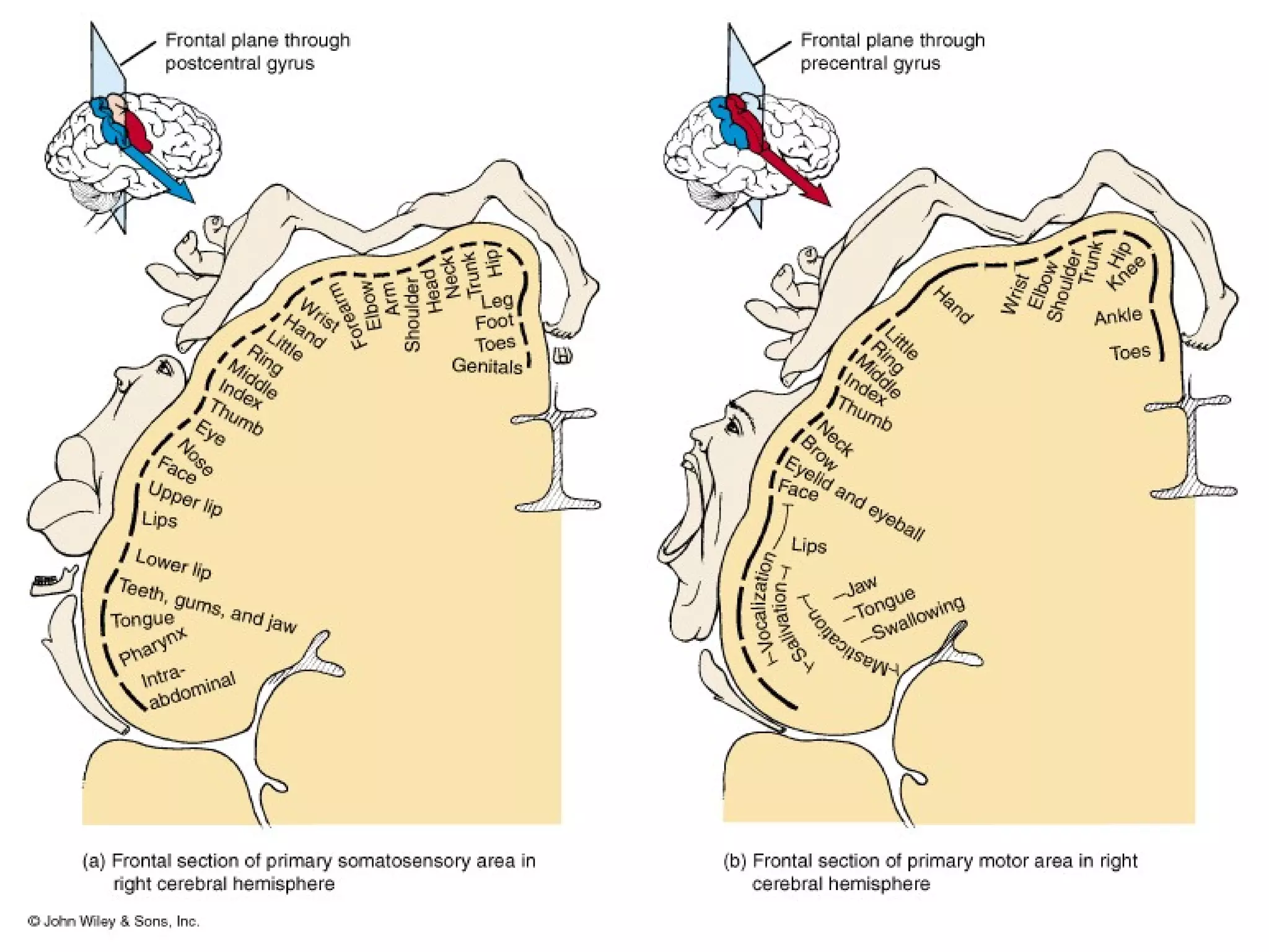 Anatomy of Spinal tracts and reflexes 2 | PPT