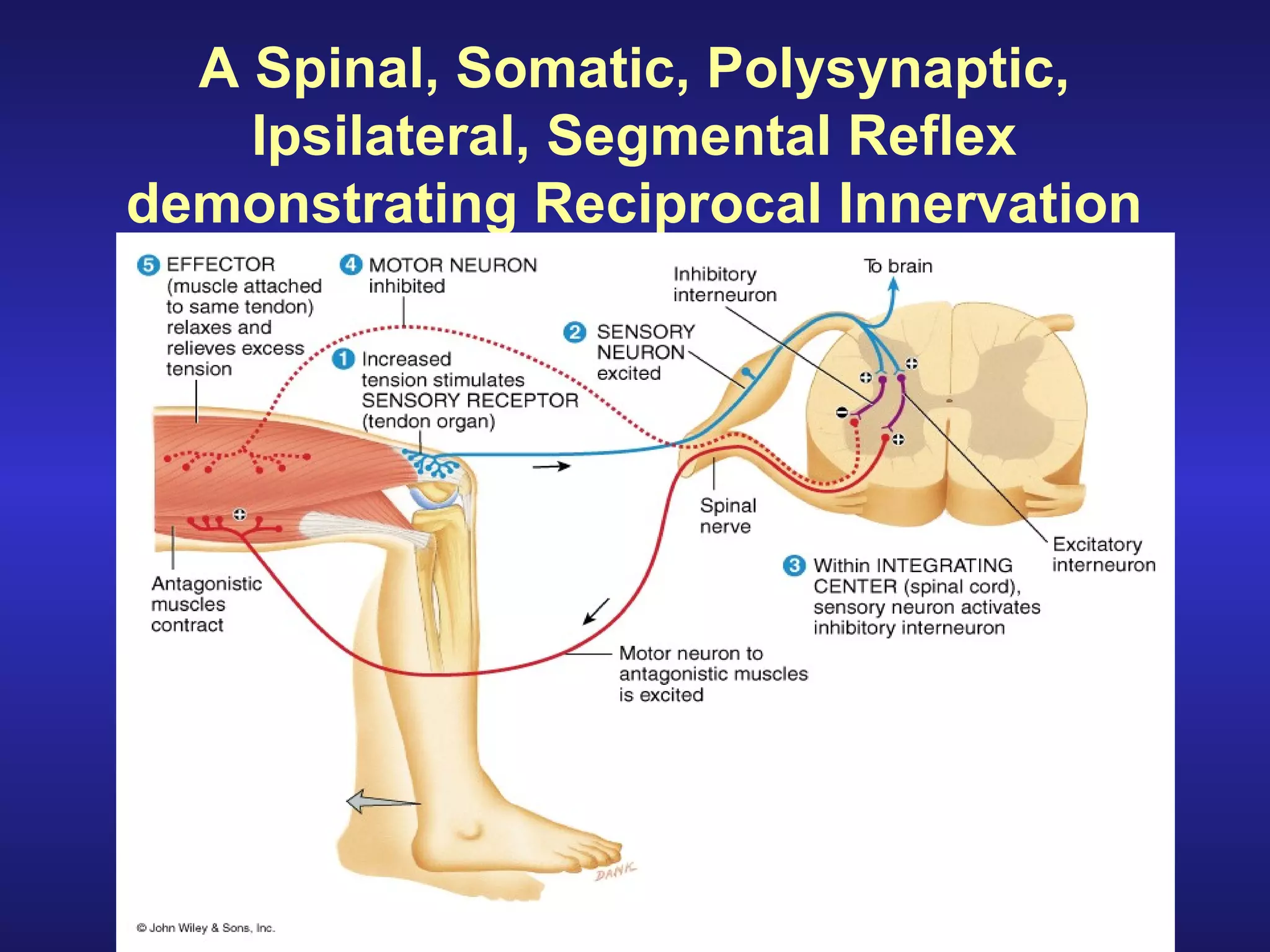 Anatomy of Spinal tracts and reflexes 2 | PPT