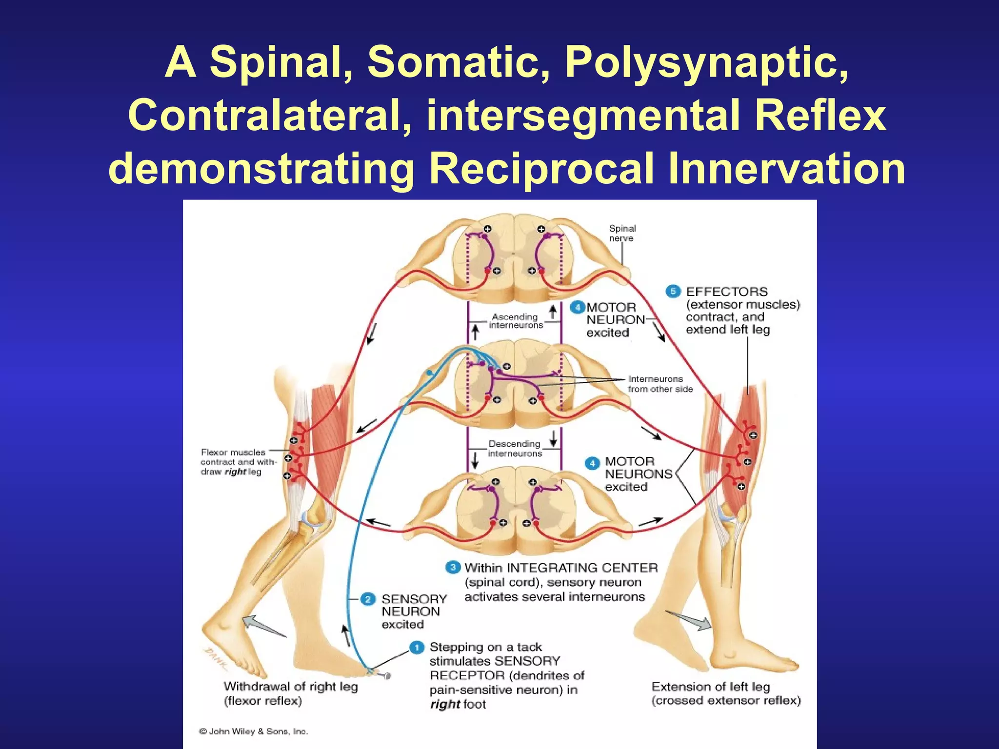 Anatomy of Spinal tracts and reflexes 2 | PPT