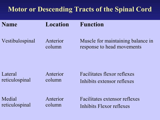 Anatomy of Spinal tracts and reflexes 2 | PPT