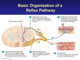 Anatomy of Spinal tracts and reflexes 2 | PPT