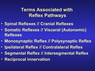 Anatomy of Spinal tracts and reflexes 2 | PPT