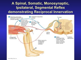 Anatomy of Spinal tracts and reflexes 2 | PPT