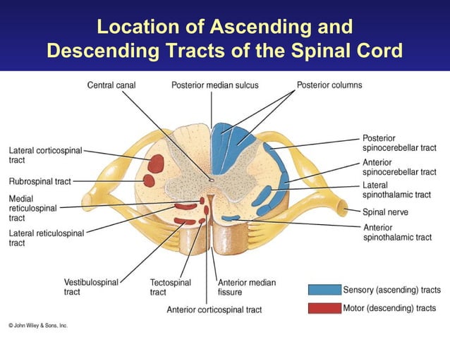 Anatomy of Spinal tracts and reflexes 2 | PPT