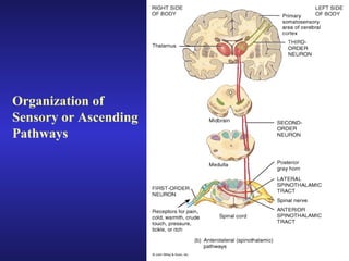 Anatomy of Spinal tracts and reflexes 2 | PPT