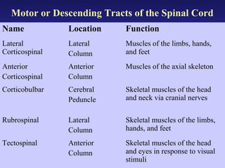Anatomy of Spinal tracts and reflexes 2 | PPT