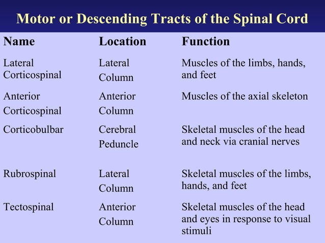 Anatomy of Spinal tracts and reflexes 2 | PPT