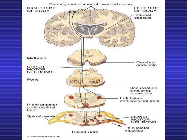 Anatomy of Spinal tracts and reflexes 2