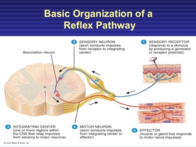 Anatomy of Spinal tracts and reflexes 2