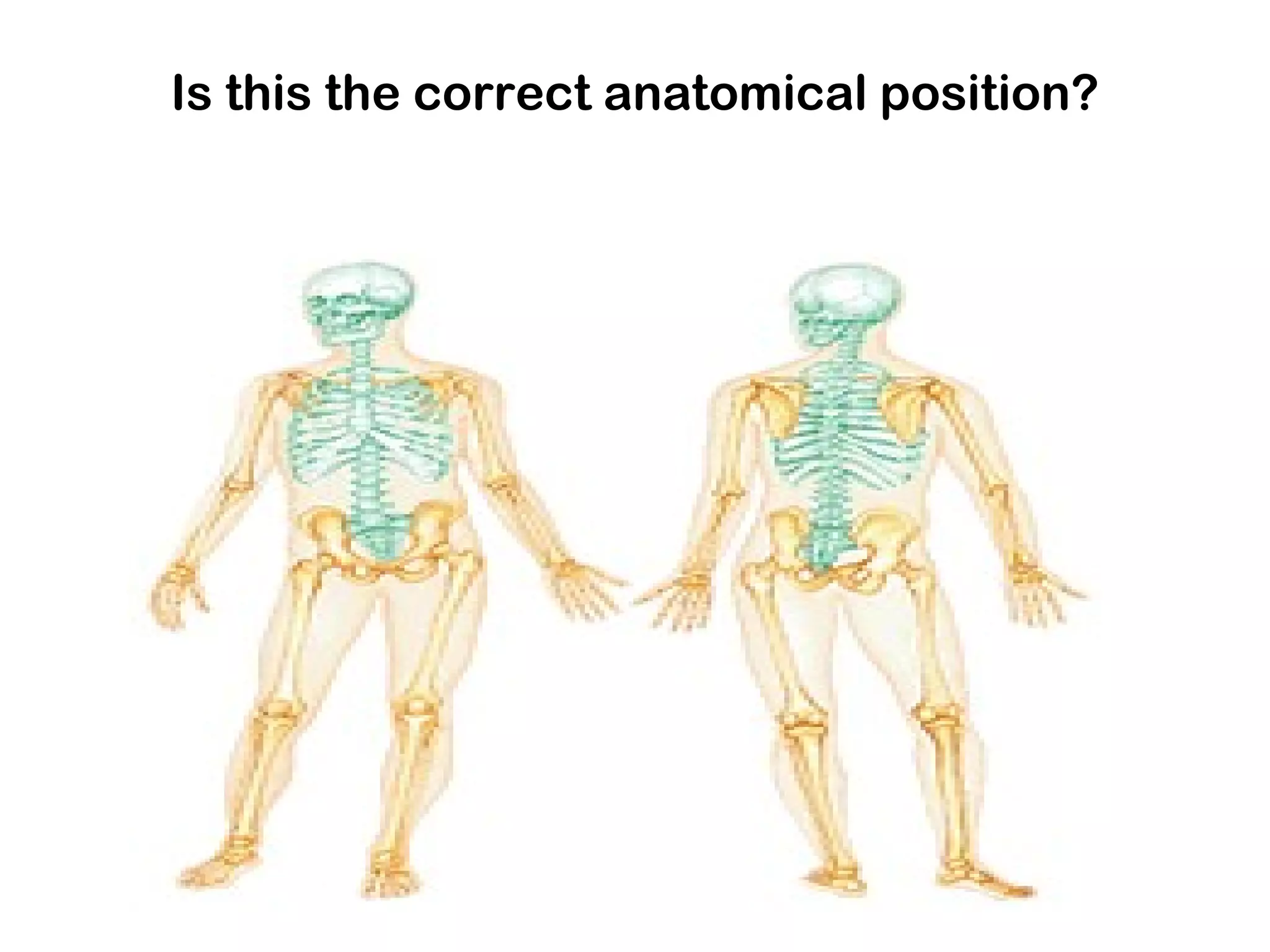 Skeletal system.pptnursing | PPT