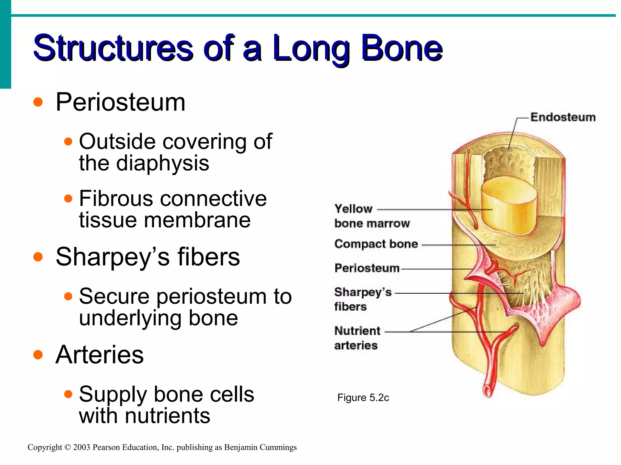 Skeletal system.pptnursing | PPT