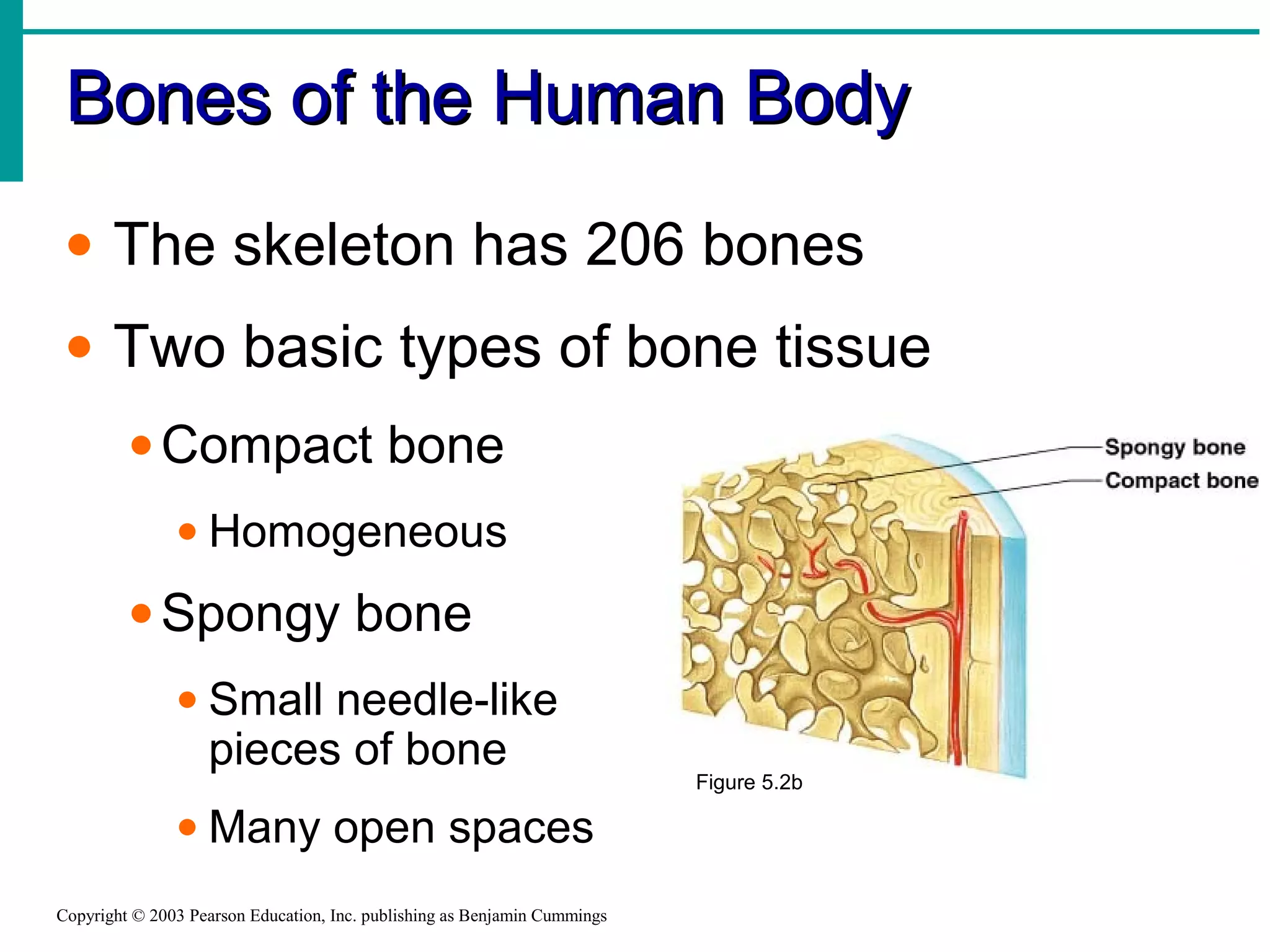 Skeletal system.pptnursing | PPT