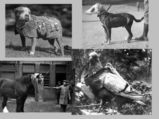 WW1 - Over the Top | PPT