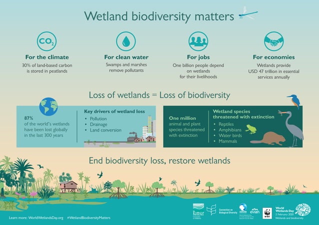 Loss of wetlands = Loss of biodiversity | PPT