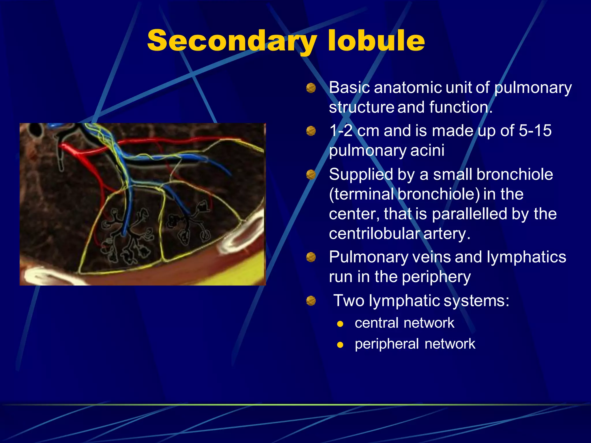 Segmental anatomy of lungs , anatomy of mediastinum and secondary ...