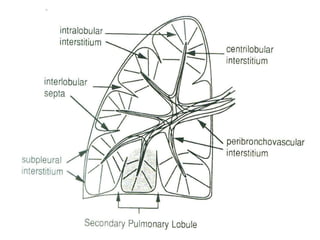 Segmental anatomy of lungs , anatomy of mediastinum and secondary ...
