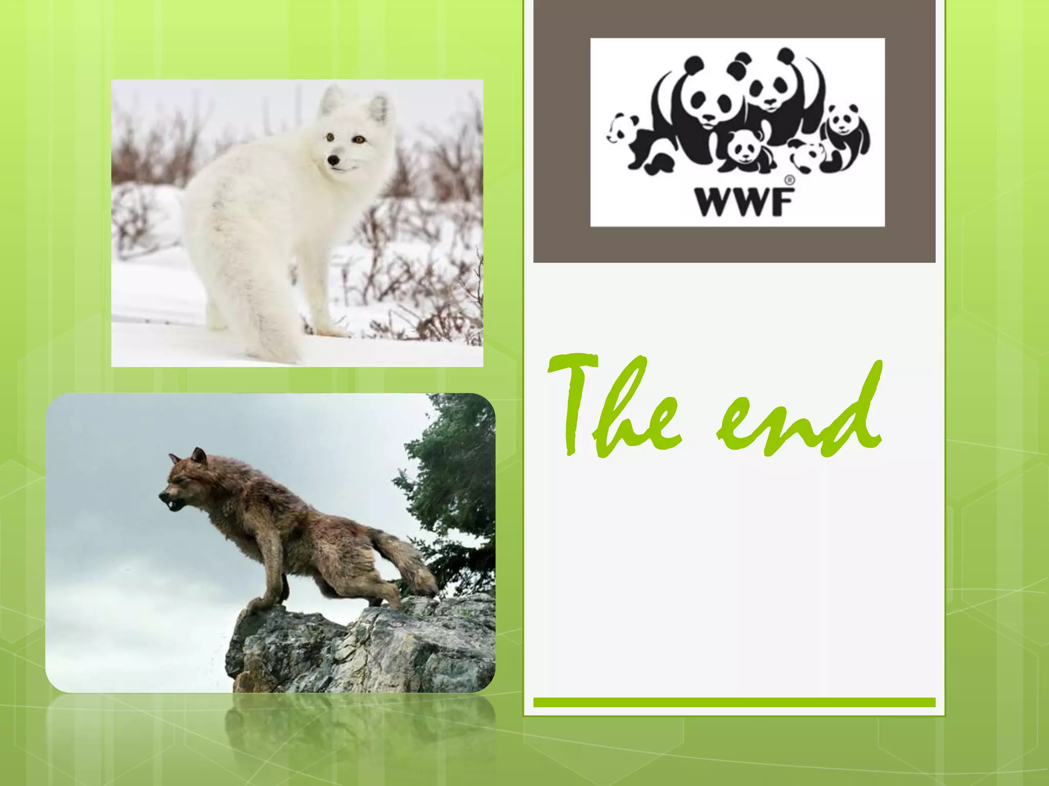 Wwf | PPT