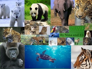 Wwf Animals
