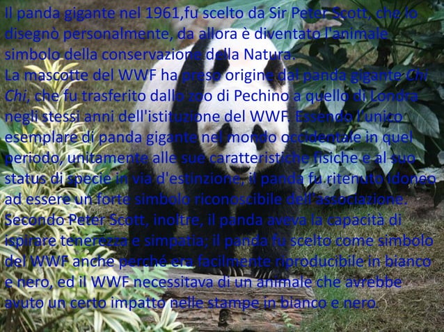 Wwf | PPT