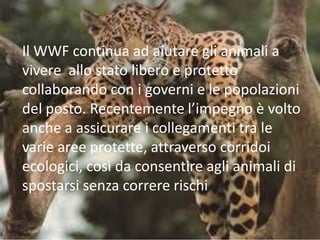 Wwf | PDF