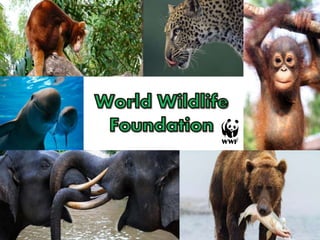 WWF GROUP PROJECT | PPTX