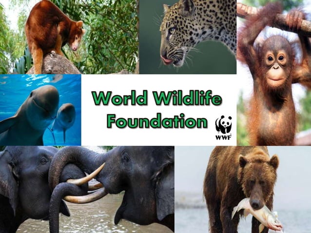 WWF GROUP PROJECT | PPTX