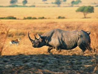 WWF GROUP PROJECT | PPT