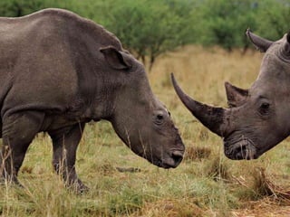 WWF GROUP PROJECT | PPT