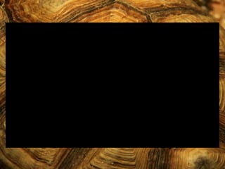 WWF GROUP PROJECT | PPT