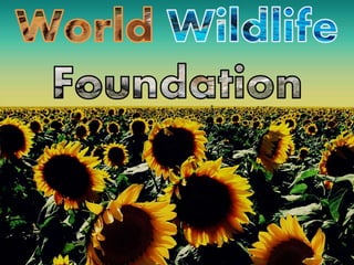 WWF GROUP PROJECT | PPTX