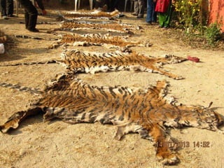 WWF GROUP PROJECT | PPTX