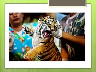 Wwf | PPT