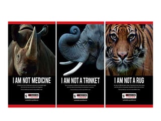 Wwf | PPTX