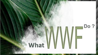 World Wild Fund. What WWF Do, location, Gaps | PPT