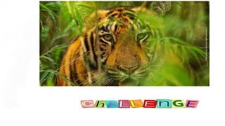 World Wild Fund. What WWF Do, location, Gaps | PPT