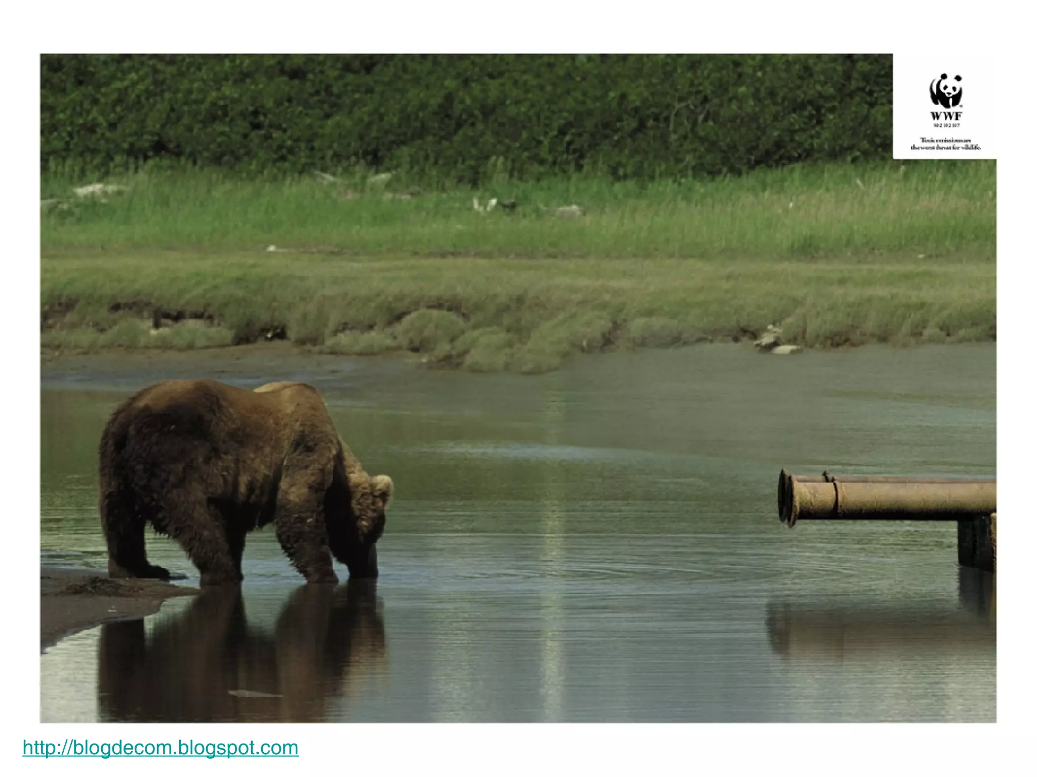 WWF Advertising | PPT