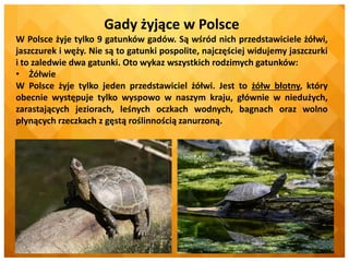 W świecie zwierząt - Duże Gady, Małe Gady | PDF