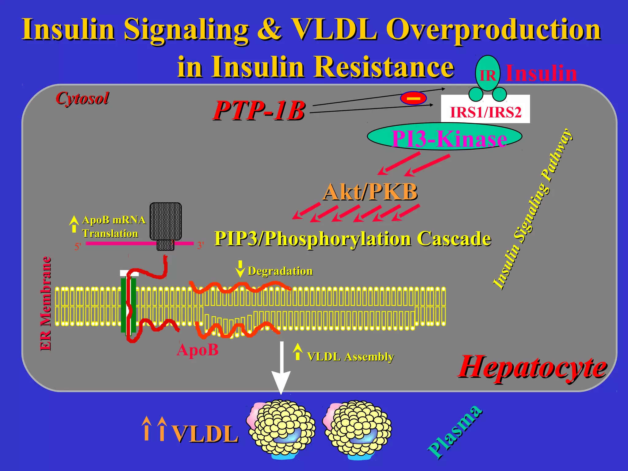 170 insulin signaling & vldl overproduction | PPT | Endocrine and ...