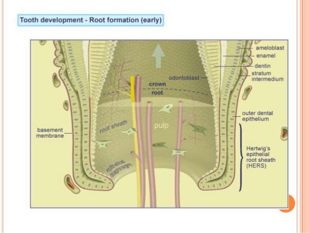 Tooth development part 2
